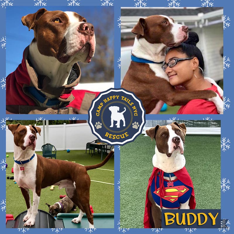 Adopt - Camp Happy Tails Rescue