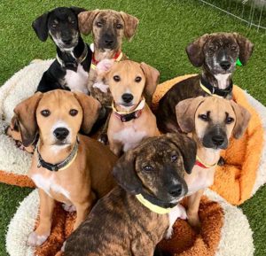 Donate! - Camp Happy Tails Rescue