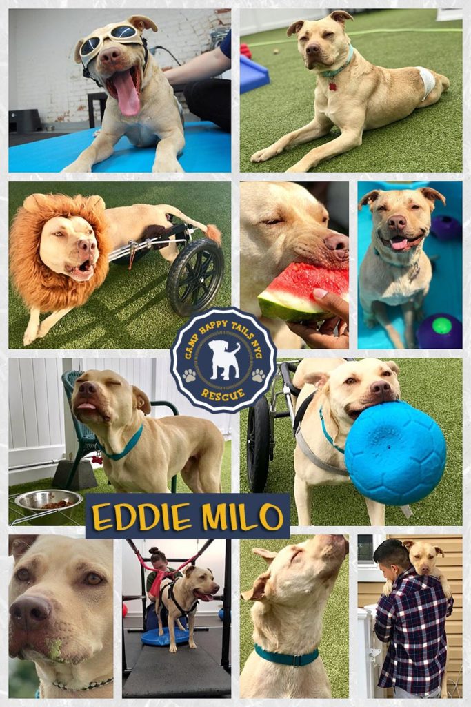 Adopt - Camp Happy Tails Rescue