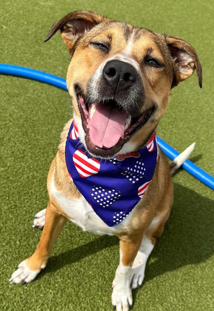 Camp Happy Tails Dog Rescue NYC - Adopt A Rescue Dog Today!